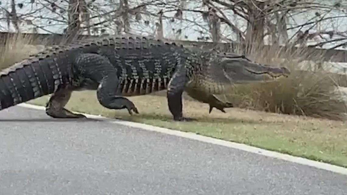 Huge alligator spotted strolling on golf course | 11alive.com