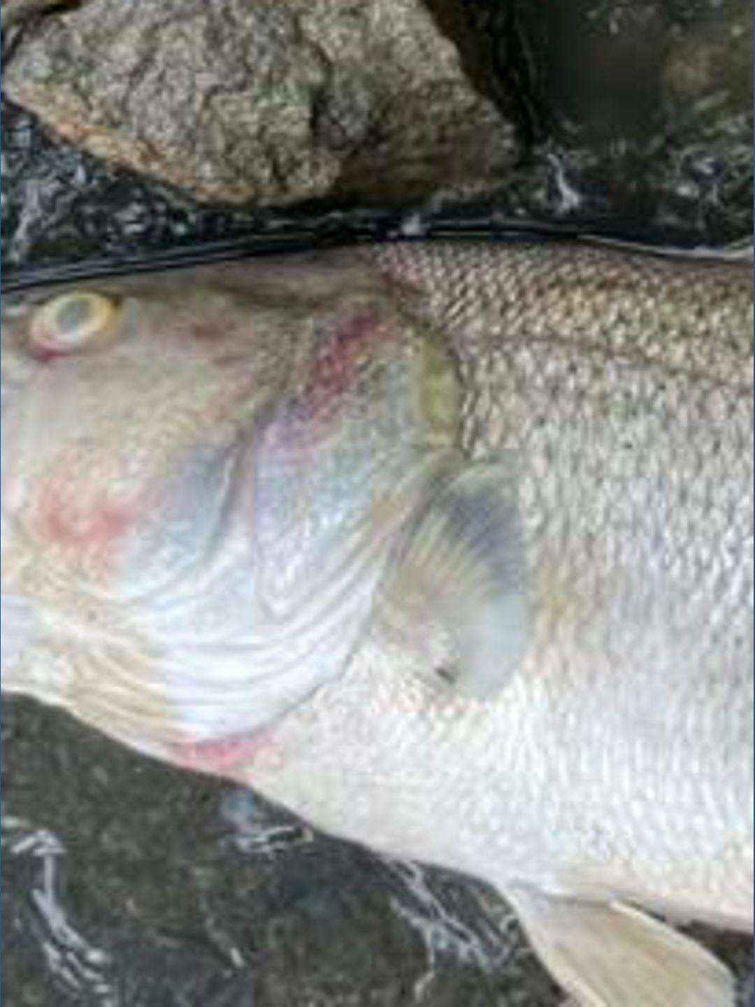 'Sludge' cited as source of Chattahoochee fish kill | 11alive.com