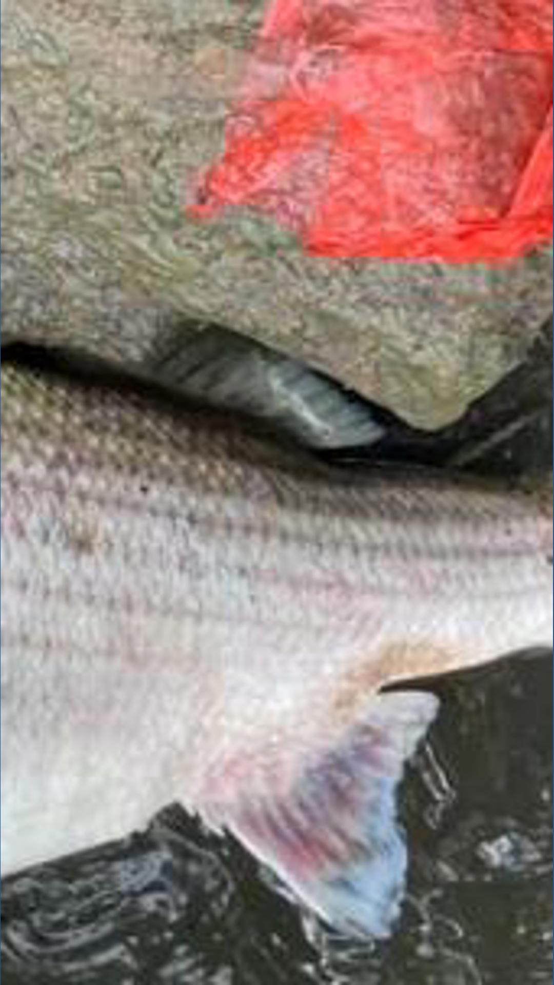 'Sludge' cited as source of Chattahoochee fish kill | 11alive.com