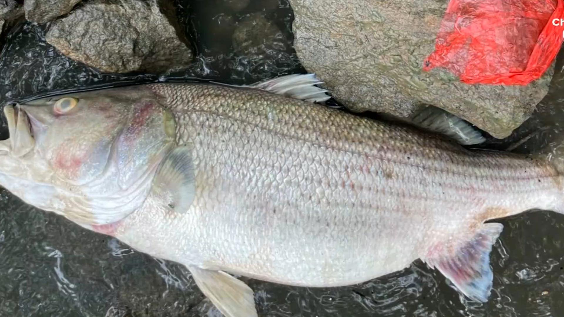 'Sludge' cited as source of Chattahoochee fish kill | 11alive.com