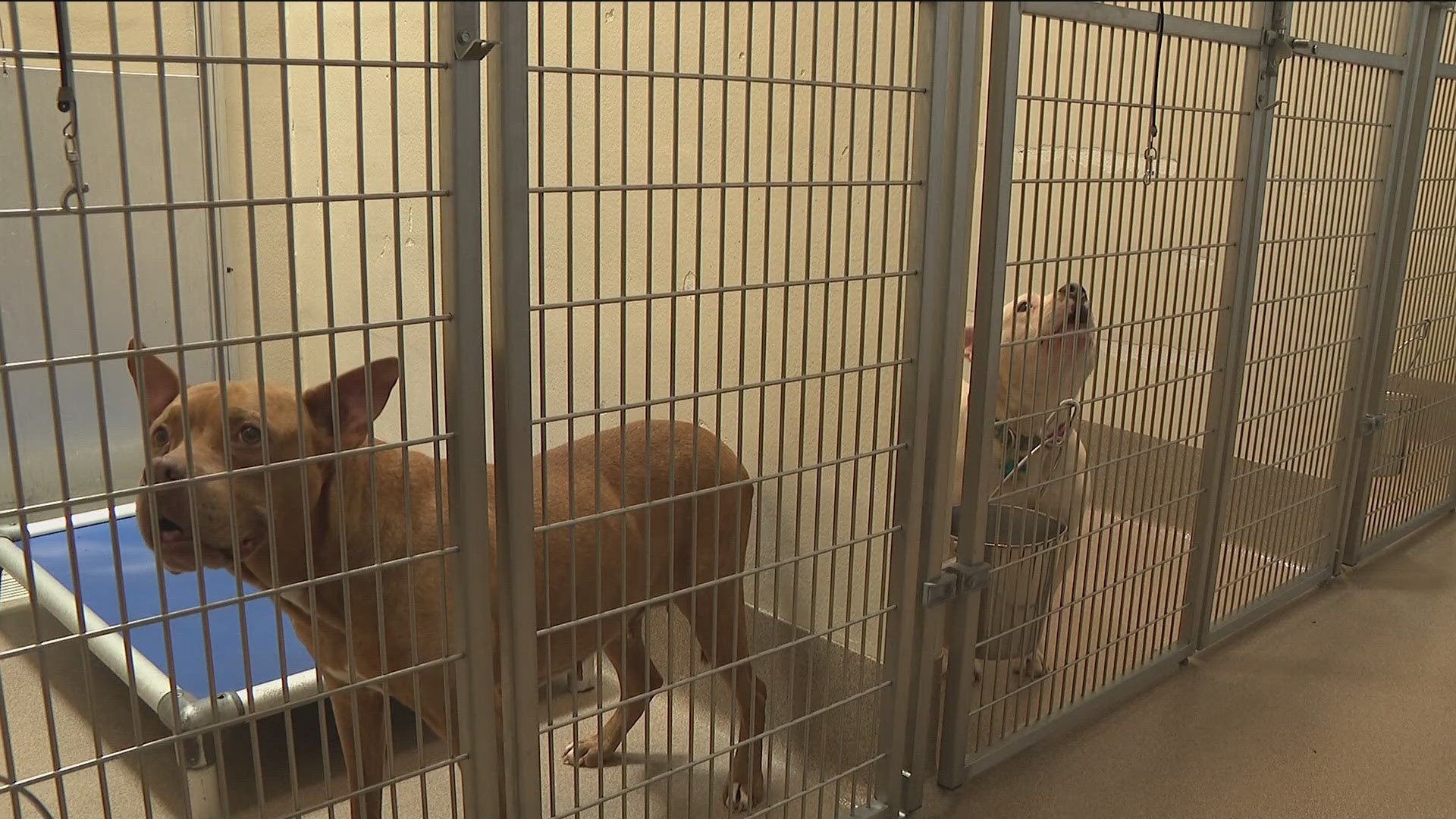 Dozens of dogs face euthanasia at overcrowded Clayton County shelter as ...