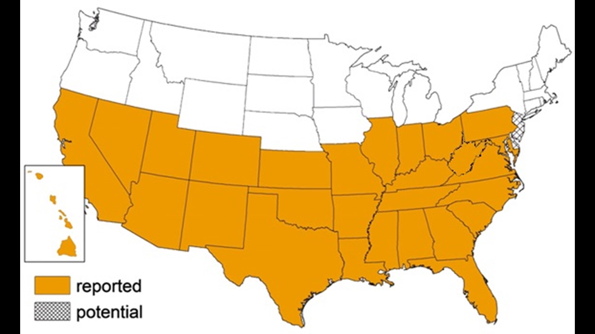 Kissing bug | What you should know about Chagas disease | 11alive.com