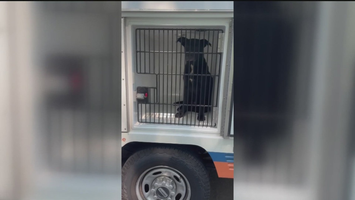 Woman mauled to death by dogs in Fulton, police still searching for ...