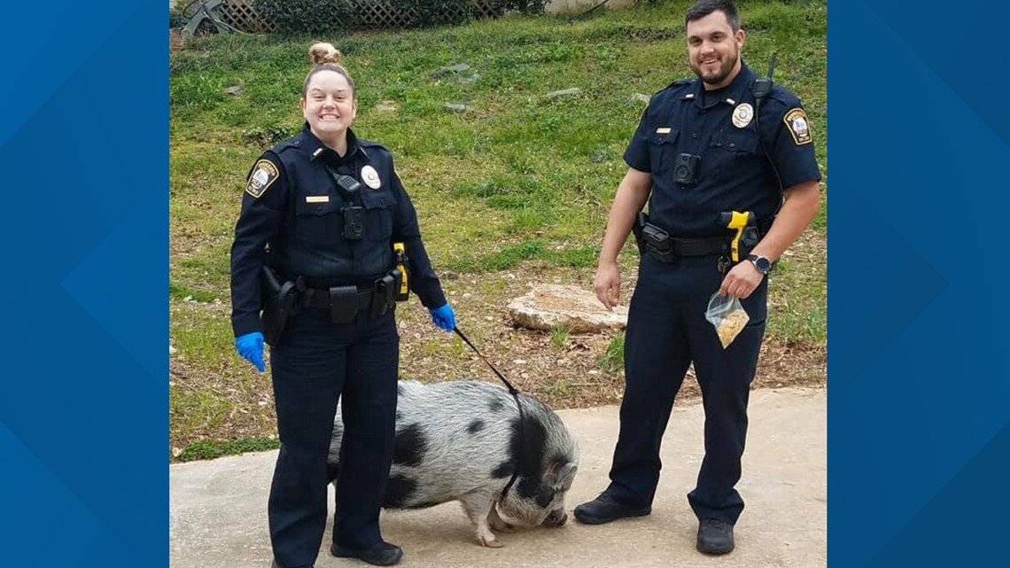 Brookhaven Police catch pig on Osborne Road | 11alive.com