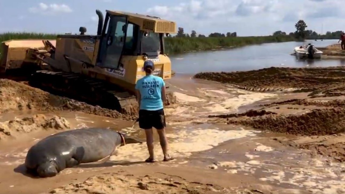 Manatee rescue by Georgia DNR captured on video in Savannah | 11alive.com