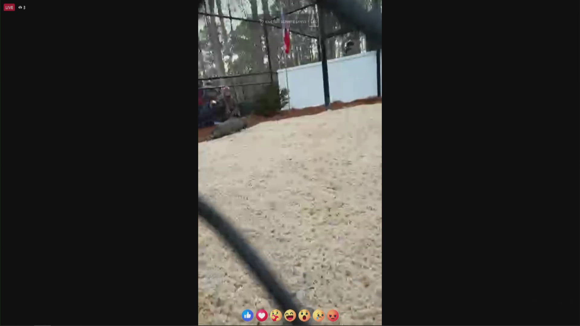 Georgia Groundhog Day General Beauregard Lee prediction live stream ...