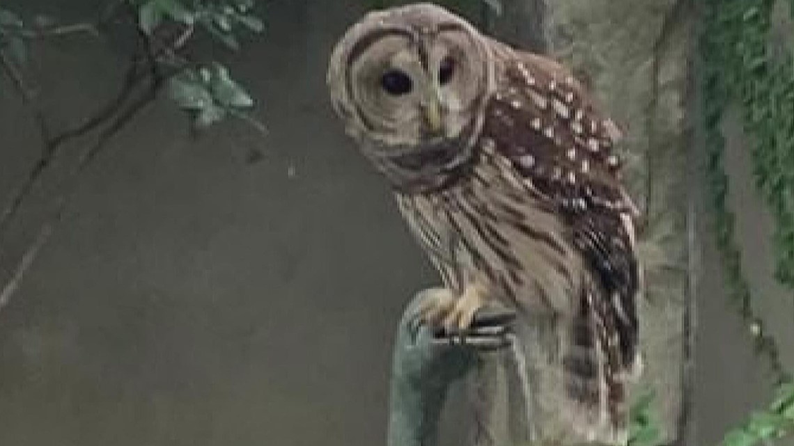 Brookwood Hills | Owl attacks Buckhead neighborhood | 11alive.com