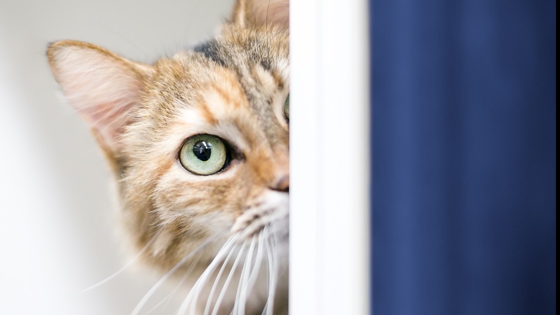 Why do our pets go crazy during a storm? | 11alive.com