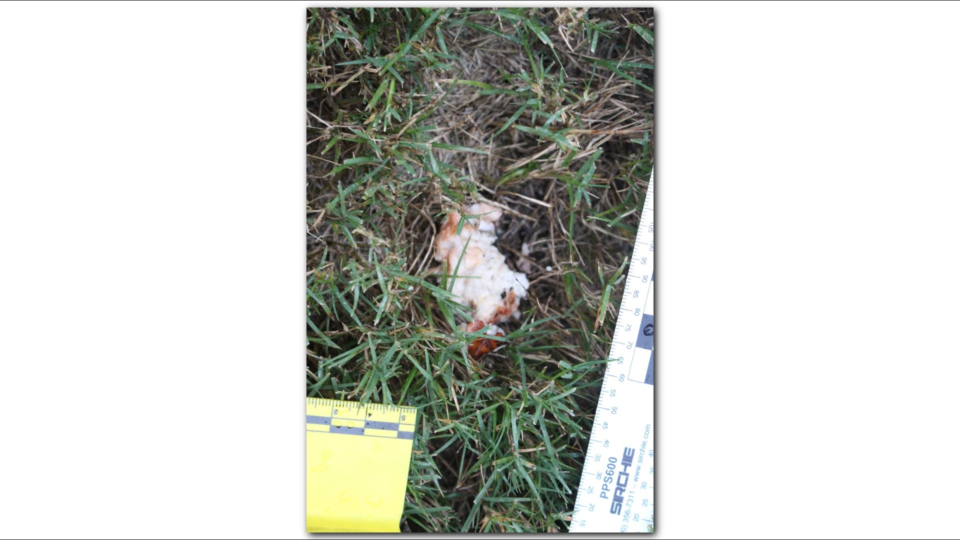 Inside the case file of the Tamla Horsford death investigation ...