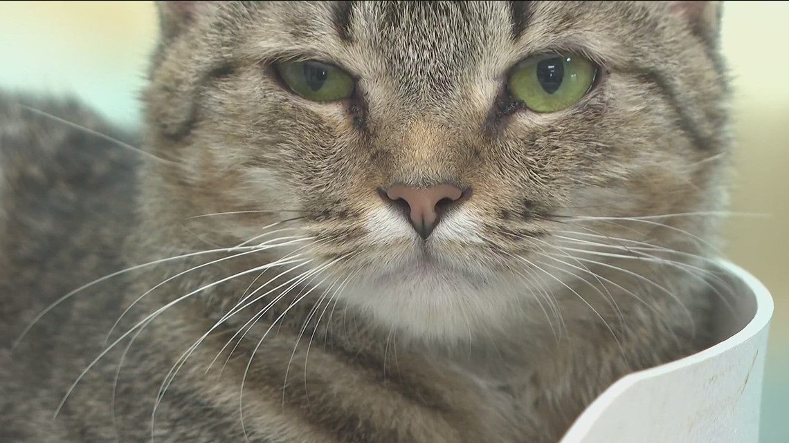 Cobb County cat population spay, neuter programs | 11alive.com