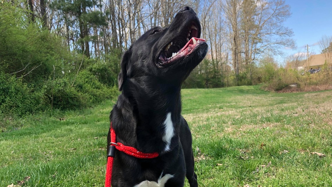 Forsyth County Animal Shelter suspends pet adoptions | 11alive.com