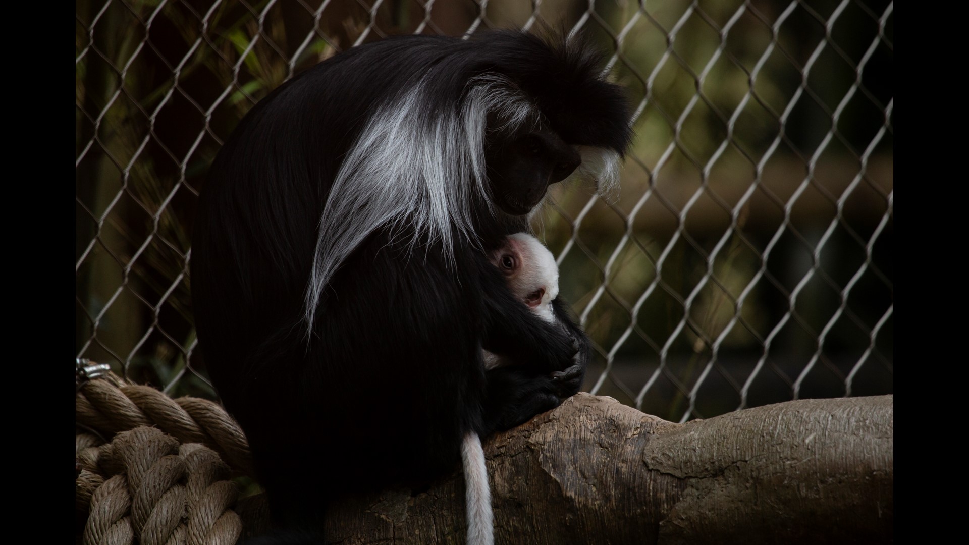 Zoo Atlanta new Angolan Colobus monkey | 11alive.com