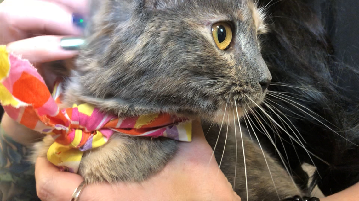 Meet Lola Bunny & Luna | Forsyth County Pets of the Week | 11alive.com