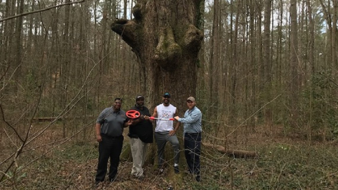Hank Aaron Tree in East Point is a champion | 11alive.com