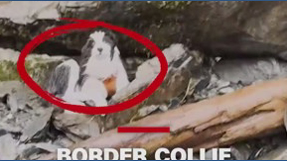 Helicopter crew rescues lost dog in New Zealand | 11alive.com