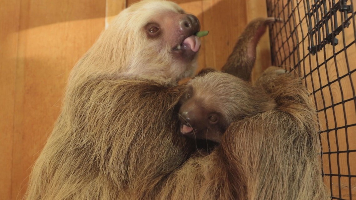 Zoo Atlanta asks for help to name baby sloth | 11alive.com