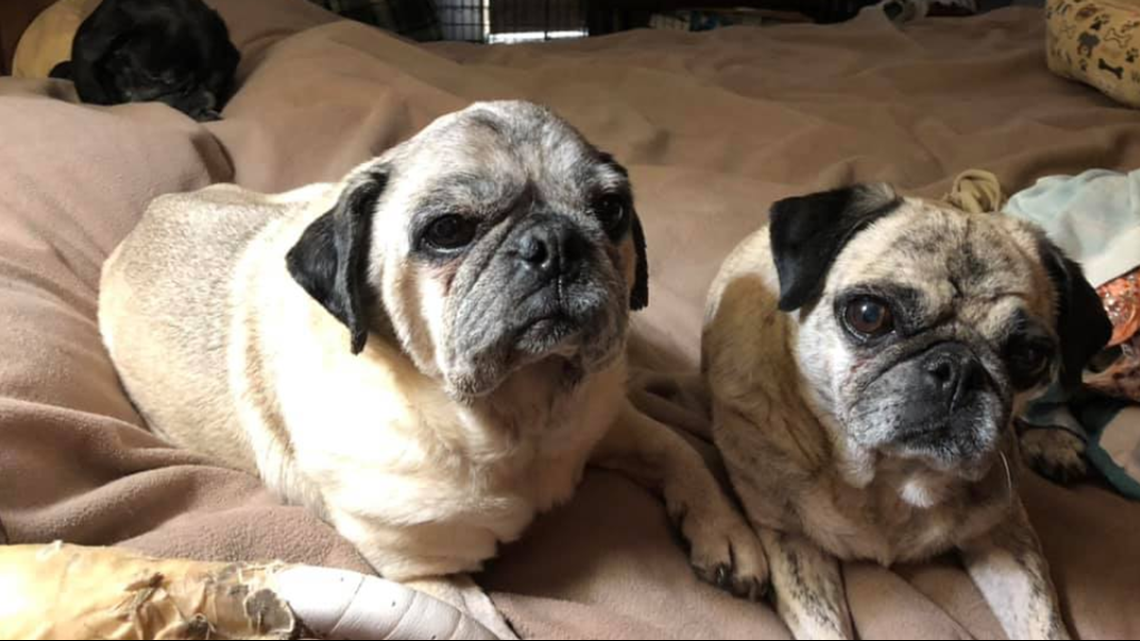 Disabled pugs find happy new home after owner dies of cancer | 11alive.com