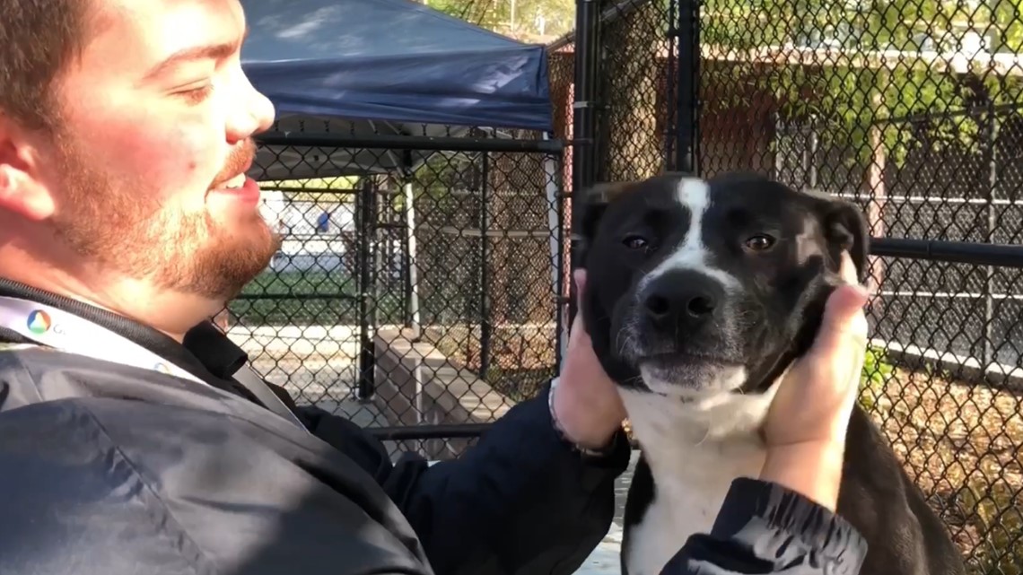Meet Chip and Chipper | Gwinnett County Animal Welfare's pets of the ...