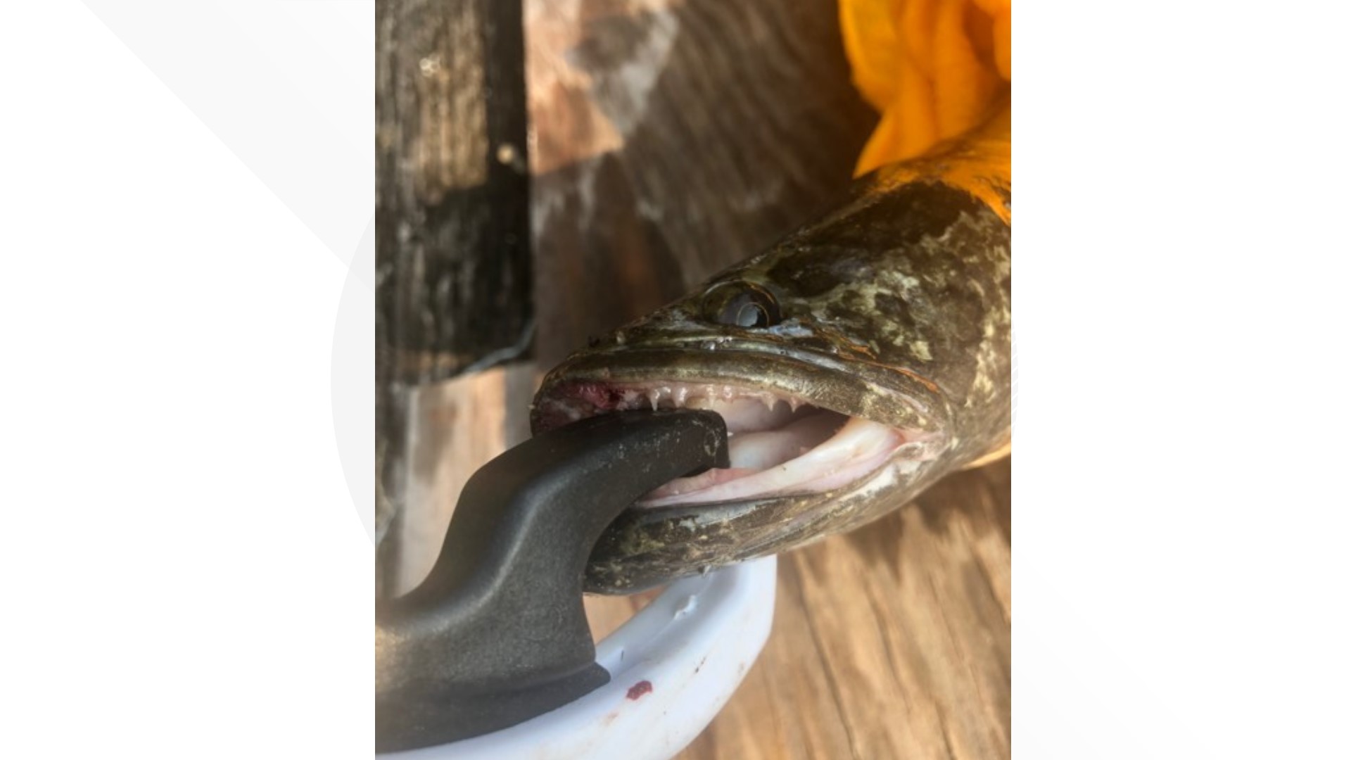 Northern snakehead in Georgia | 11alive.com