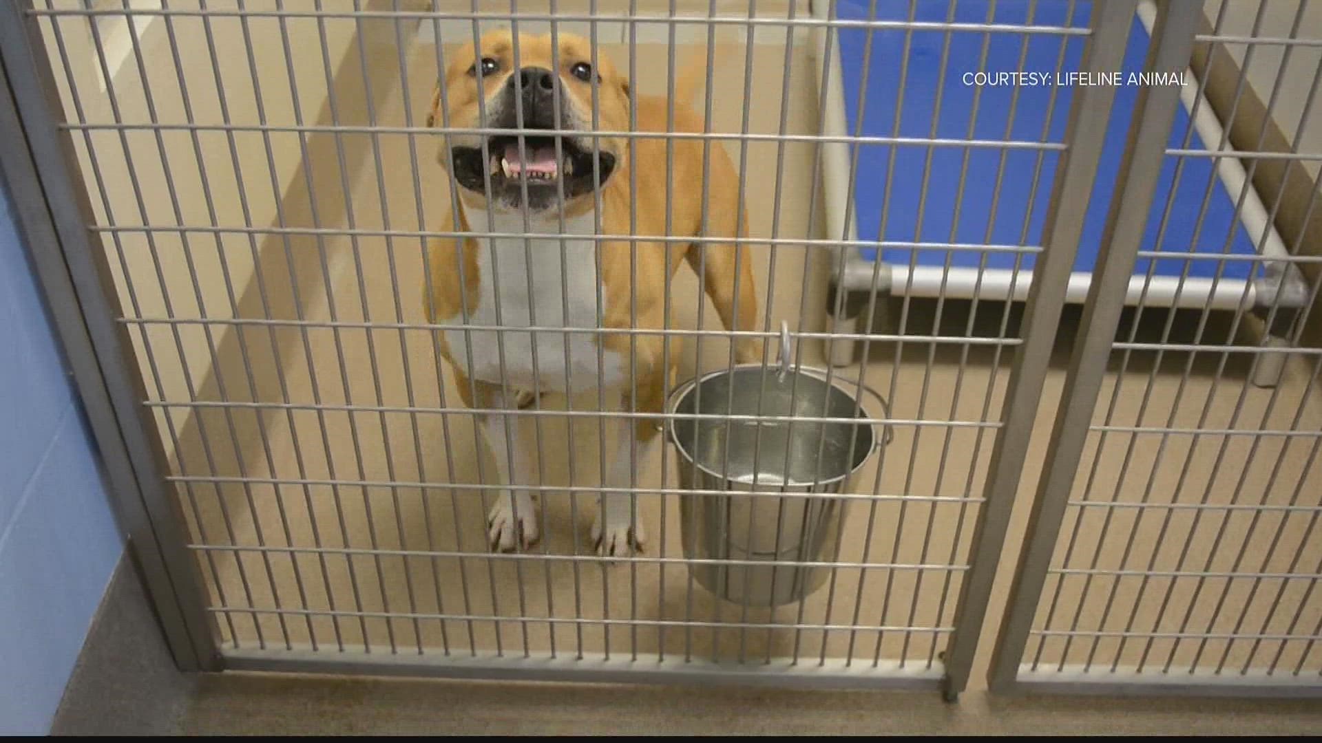 How to help lost pets get home | 11alive.com