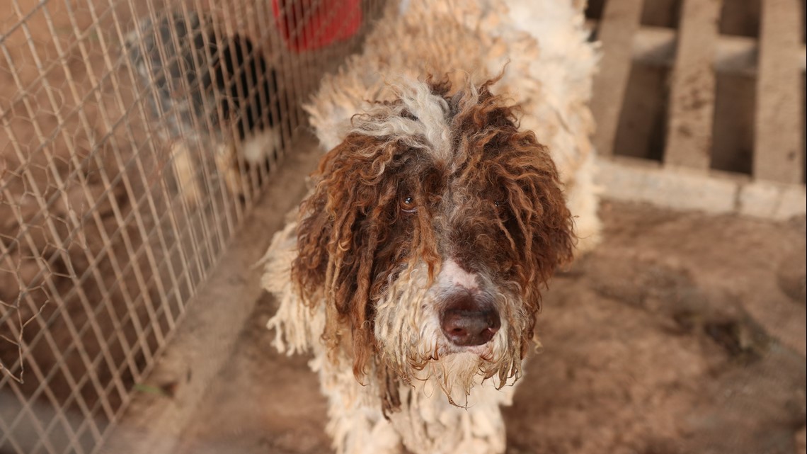 44 dogs rescued from apparent puppy mill in Lamar County | 11alive.com