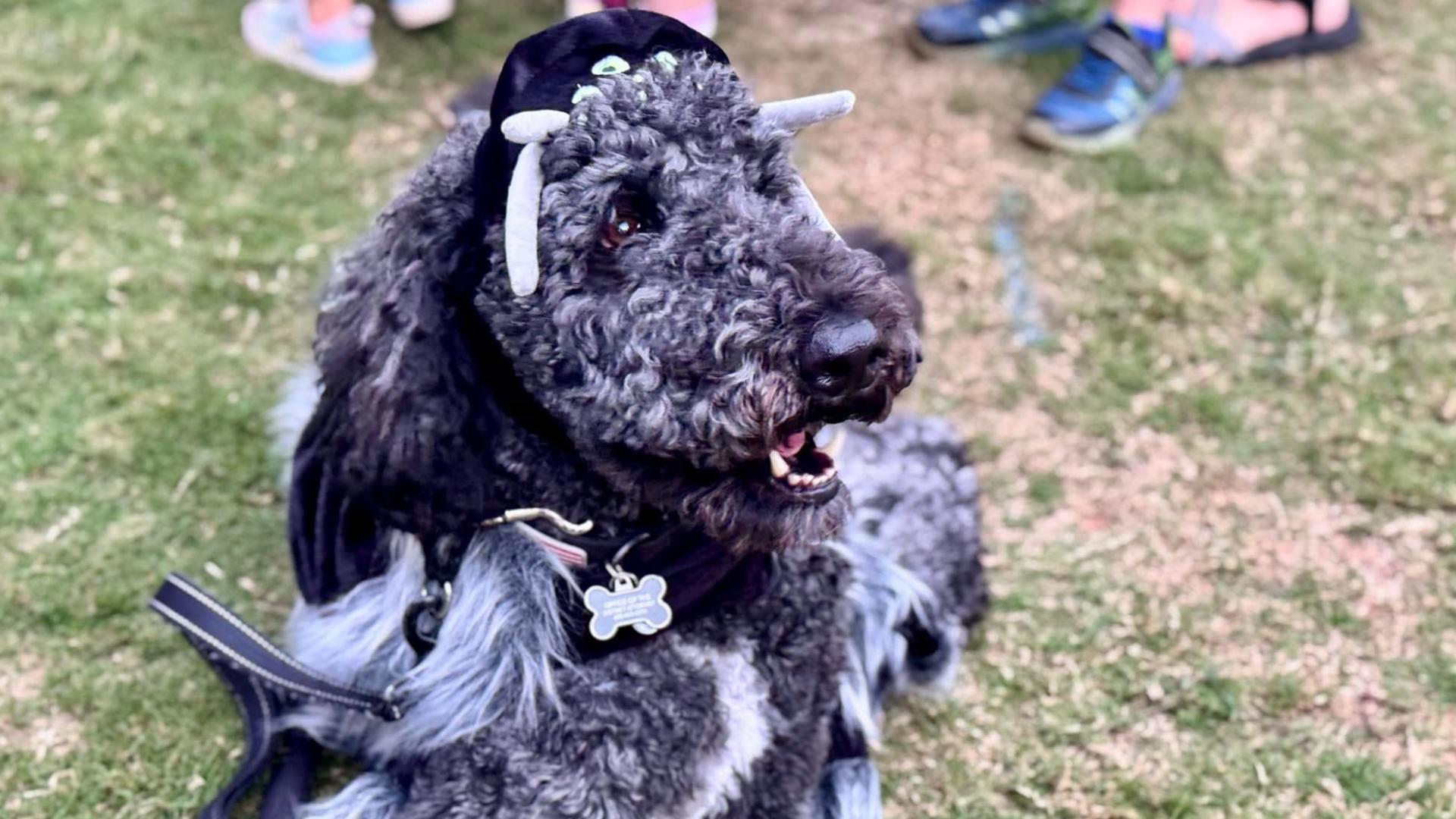 Georgia poodle is up for a national hero dog award; how to vote ...