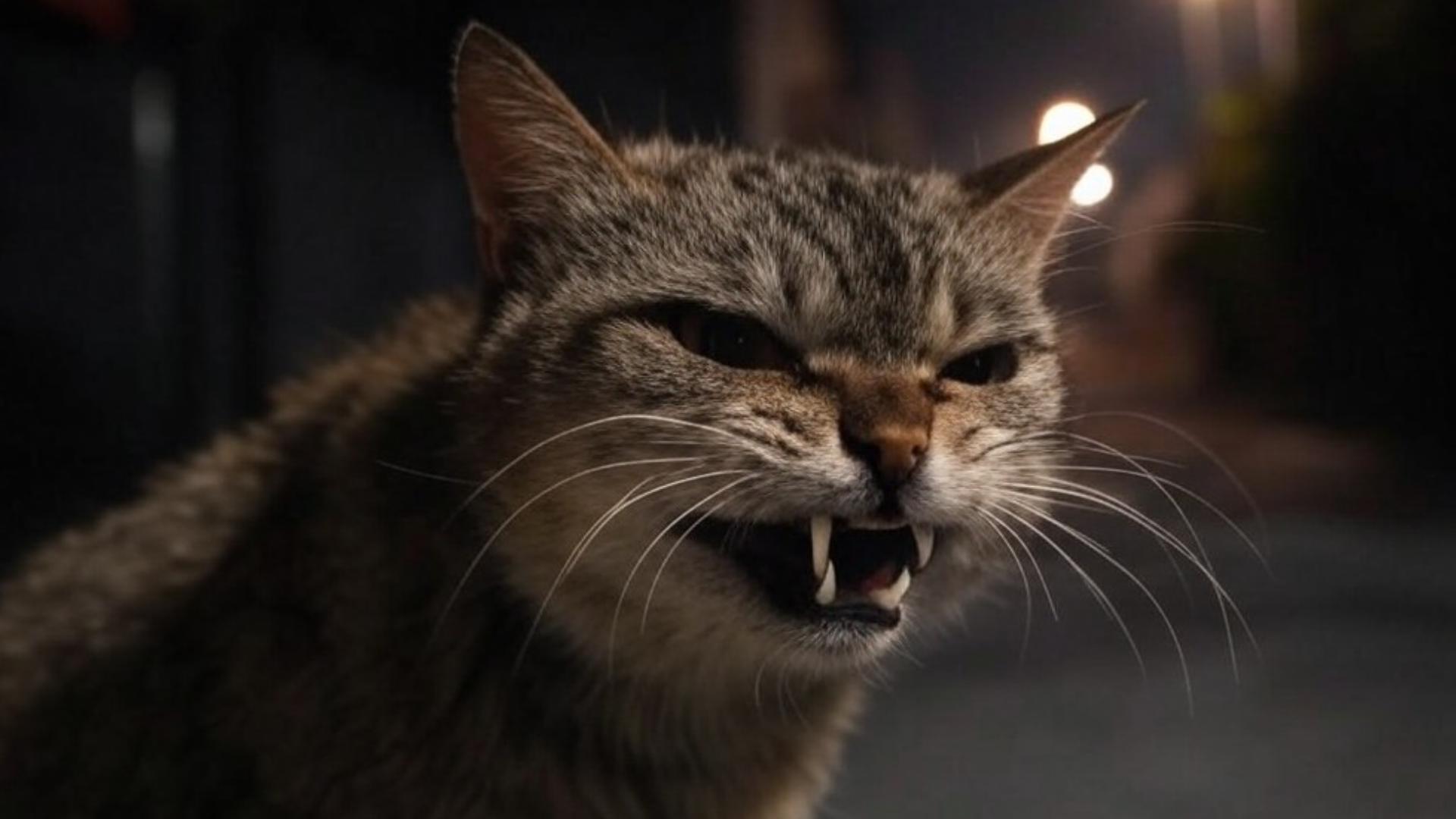 Feral cat tests positive for rabies in Forsyth County | 11alive.com