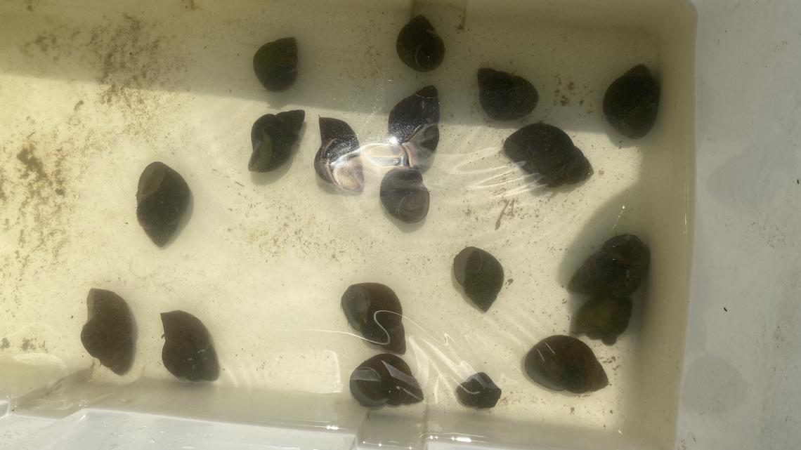 New invasive species in Georgia: snails | 11alive.com