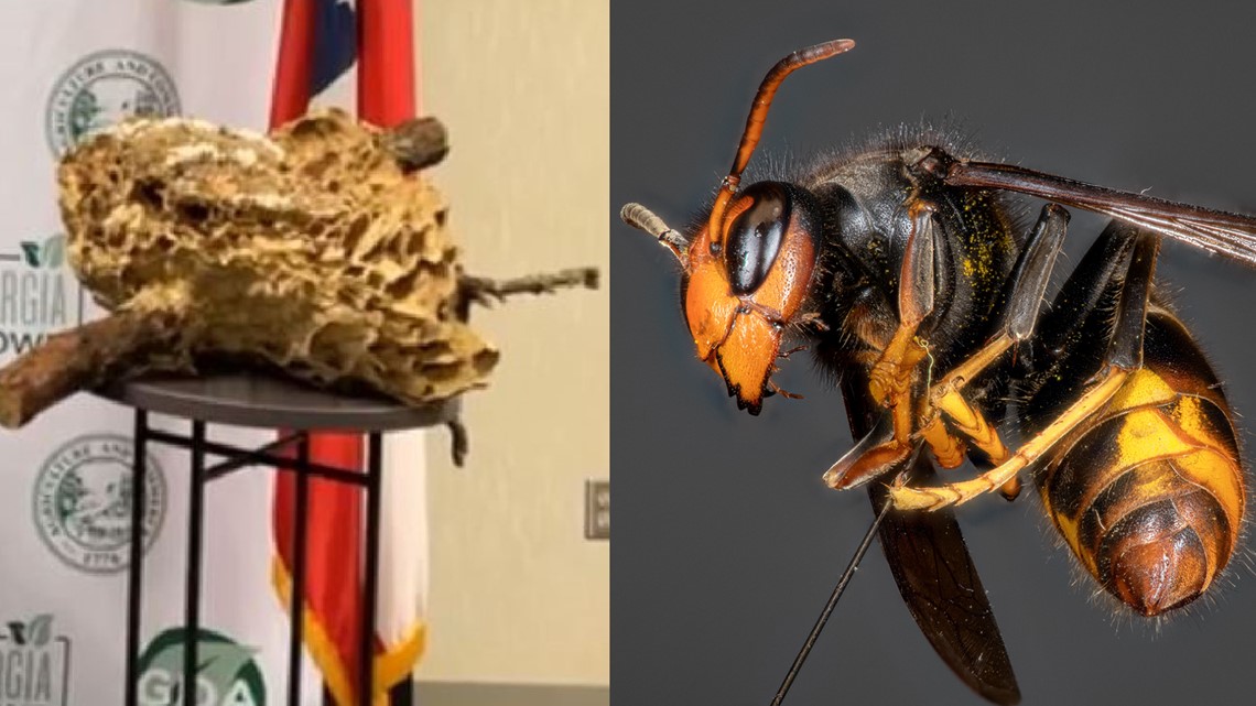 Yellow legged hornet Vespa velutina nest found in Georgia | 11alive.com