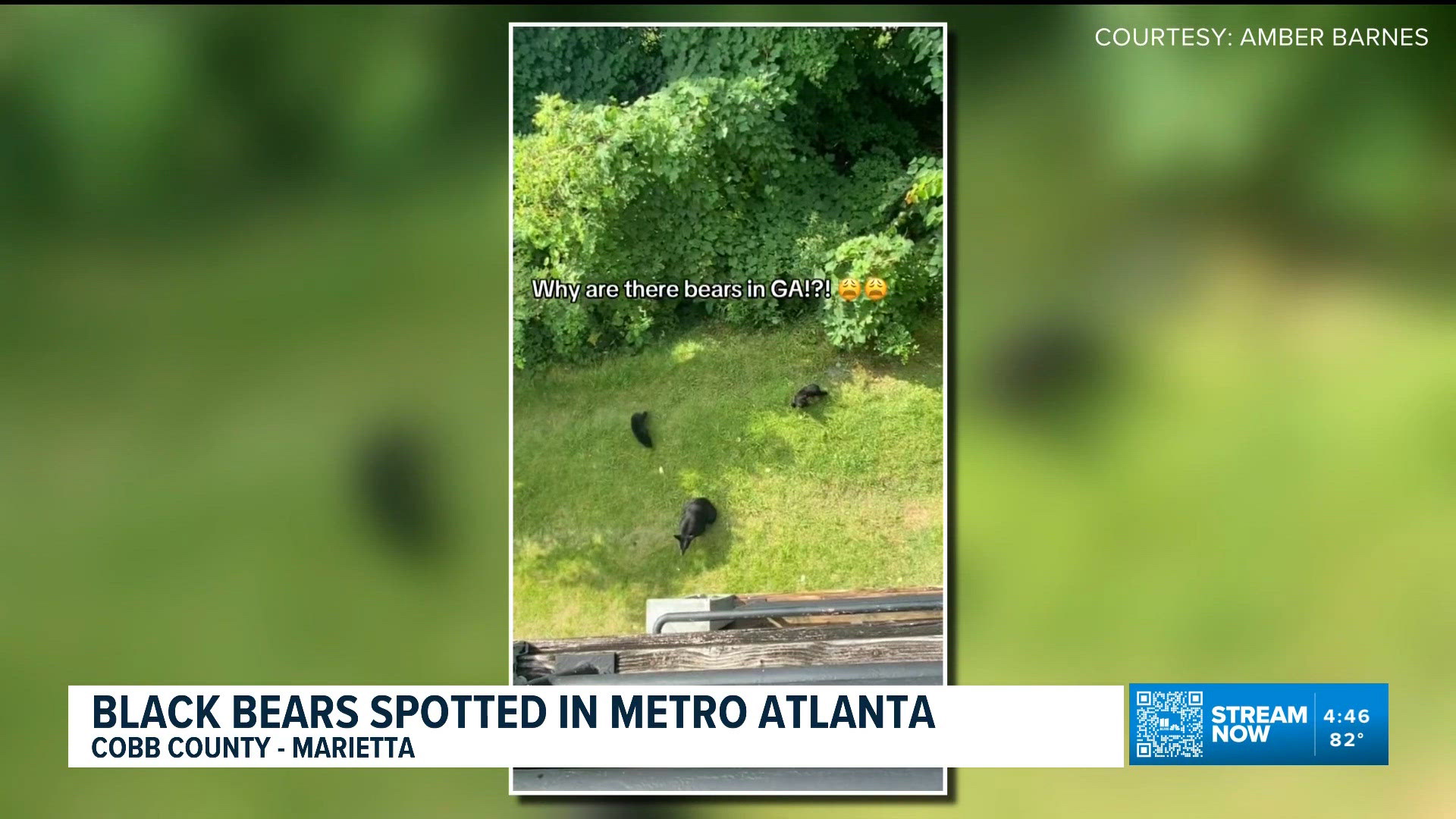 Mama bear, cubs seen moseying around Marietta apartment complex ...