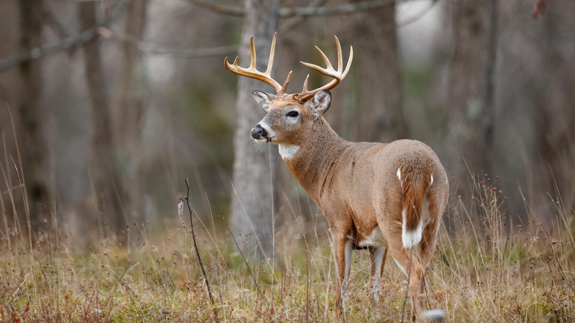 State's response to 'zombie deer' chronic wasting disease | 11alive.com