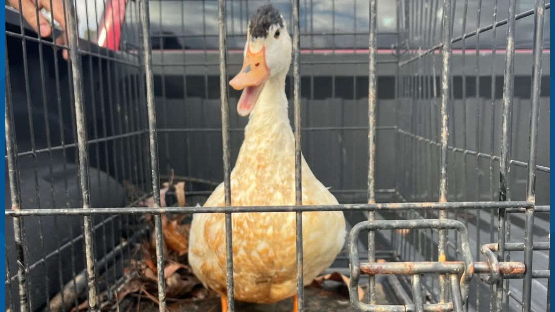 Polk County deputies stop unexpected trespasser—a duck | 11alive.com