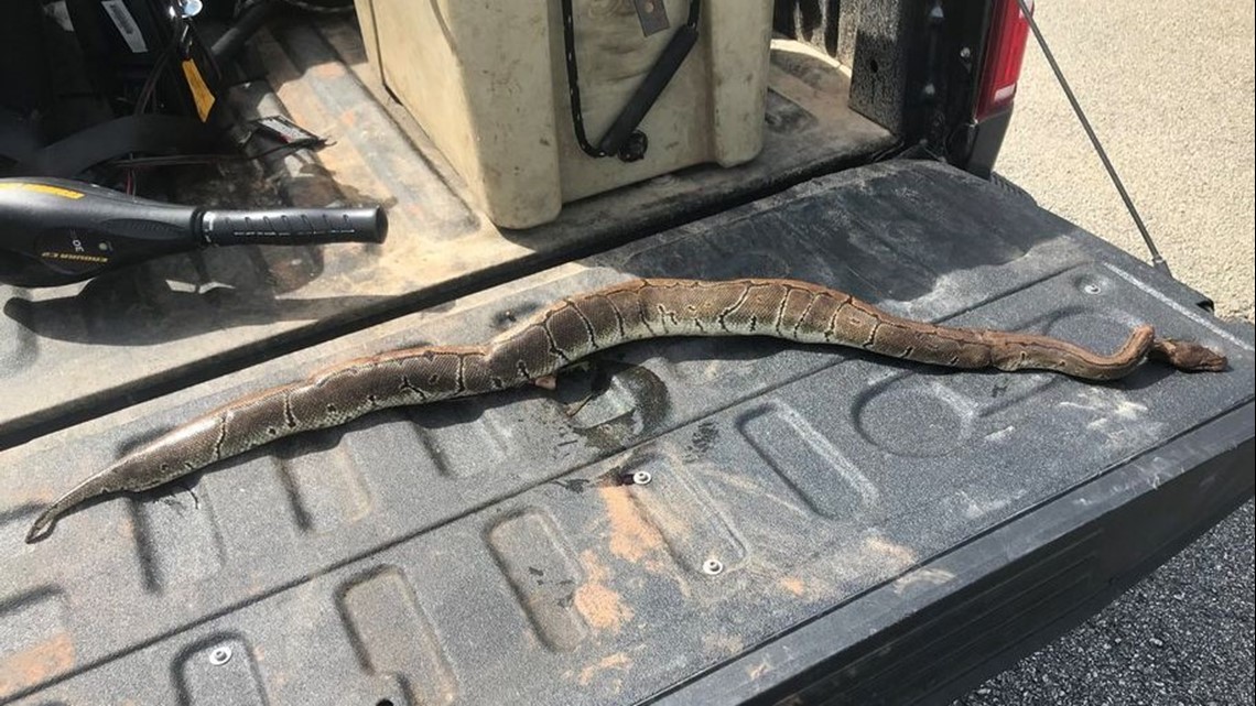 Python found in Walton County sparks invasive species concerns ...