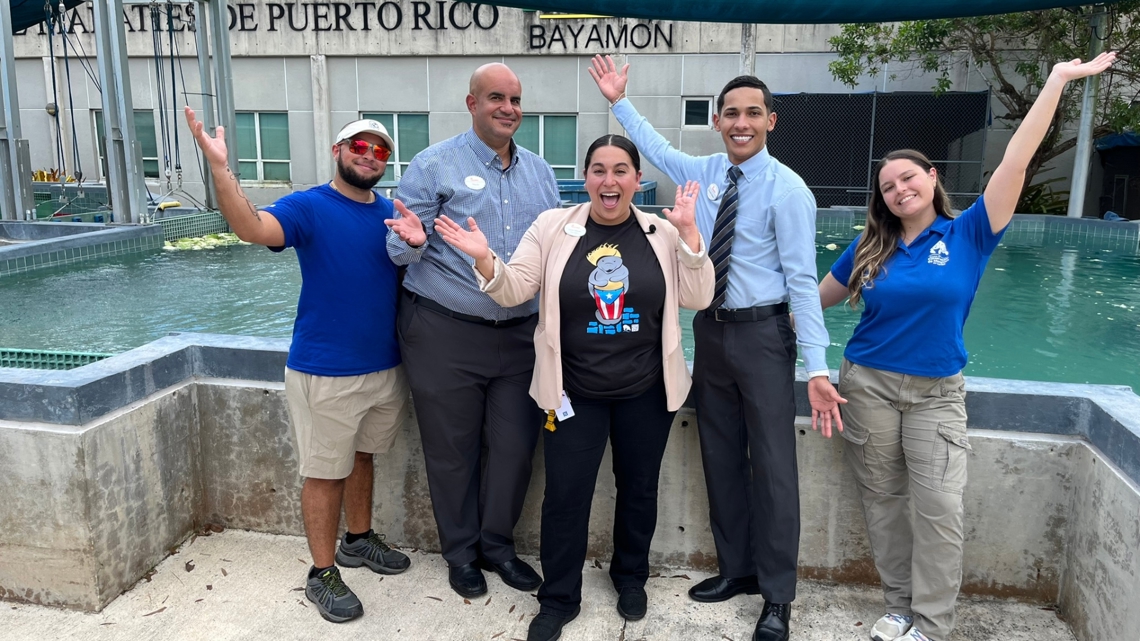Chick-fil-A in Puerto Rico feeds local manatees with extra lettuce ...