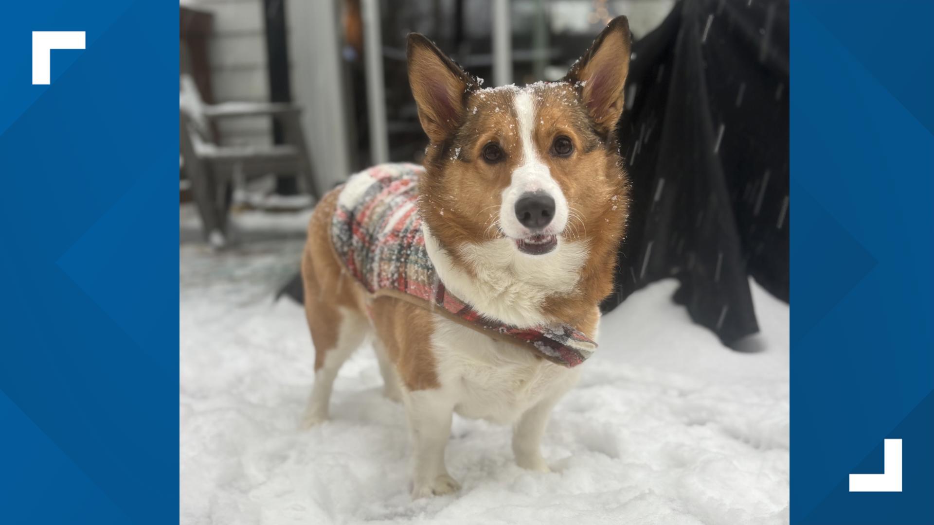 Pets in snow in metro Atlanta | Photos | 11alive.com