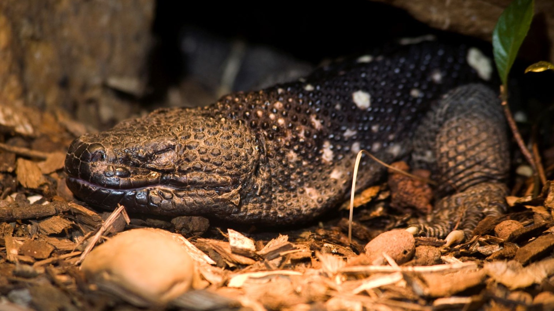 Rare Guatelmalan beaded lizards hatch at Zoo Atlanta | 11alive.com