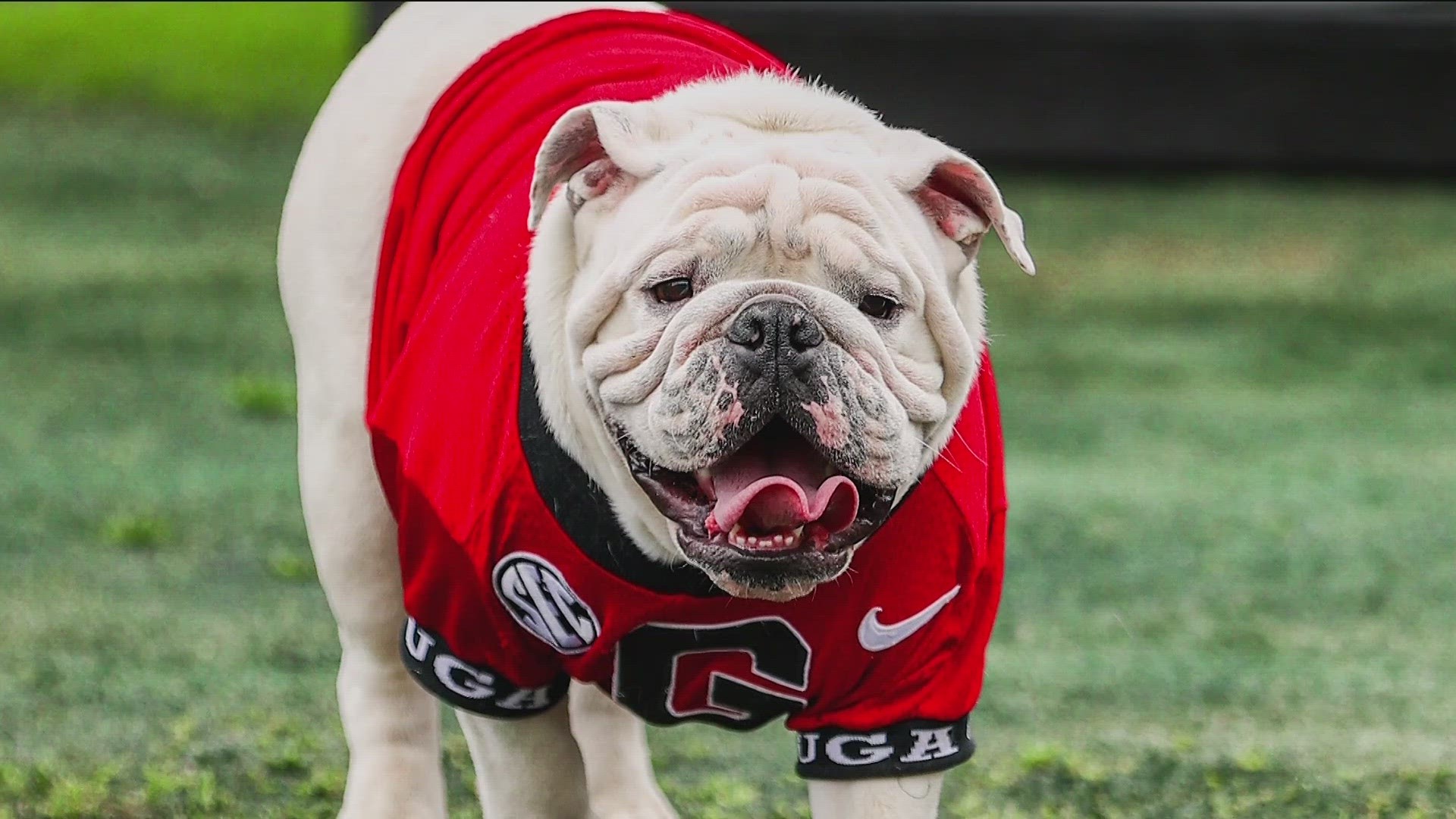 UGA to introduce new mascot 'Boom' at G-Day Game, to retire beloved ...