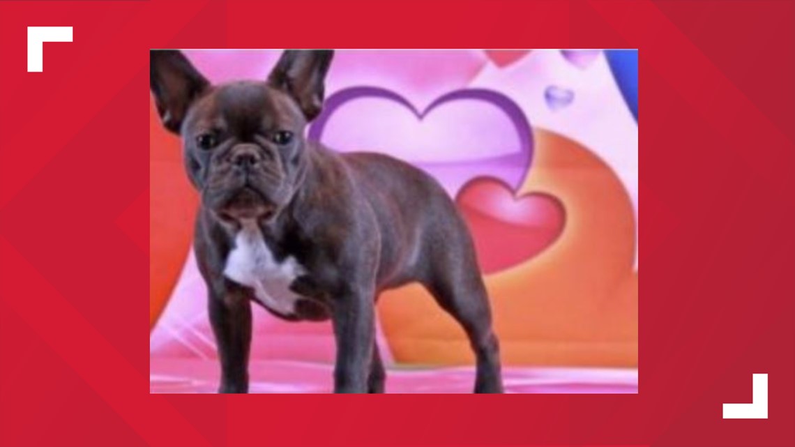 Missing French Bulldog | 11alive.com