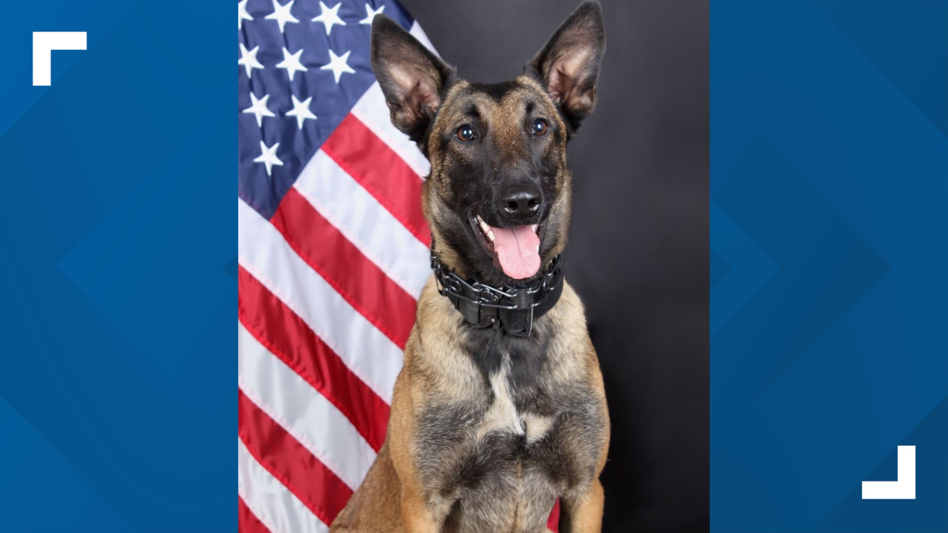 K9 Peper death Gwinnett County Police Department | 11alive.com