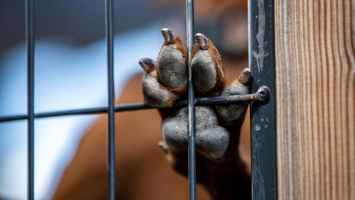 Douglas County Animal Shelter under quarantine amid virus outbreak ...