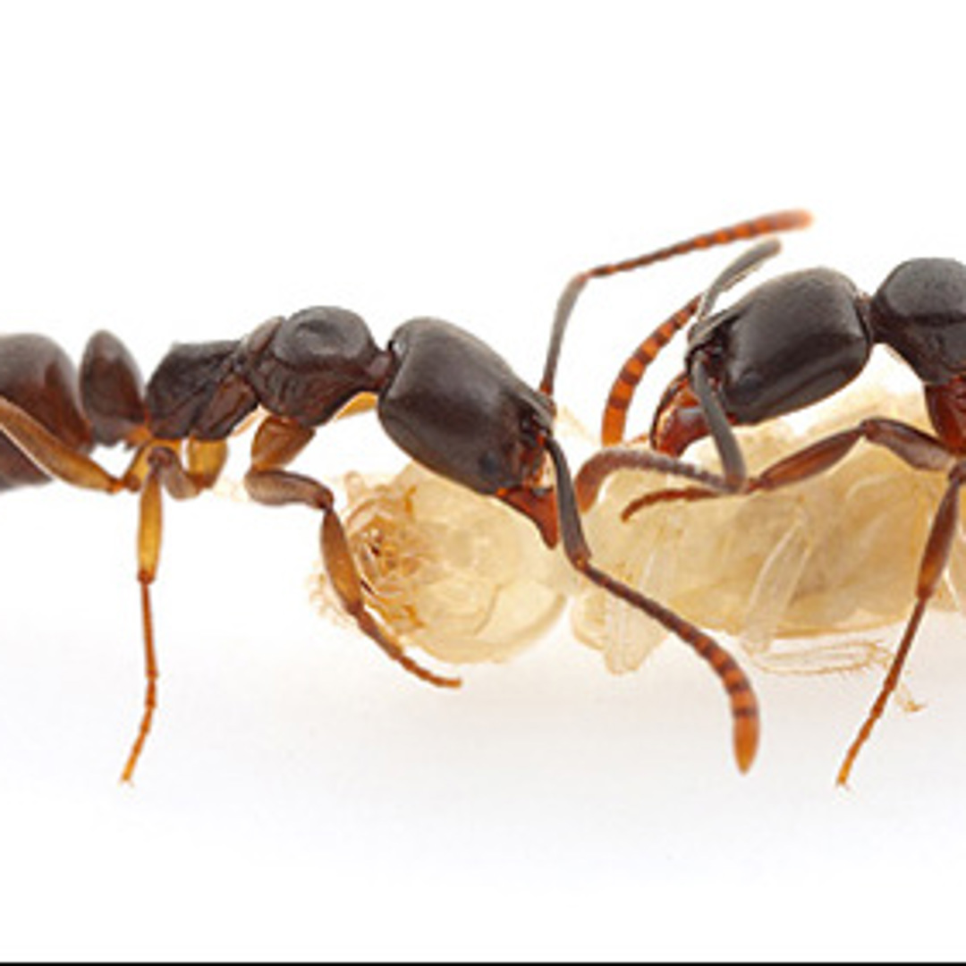 Asian needle ant in Georgia | 11alive.com