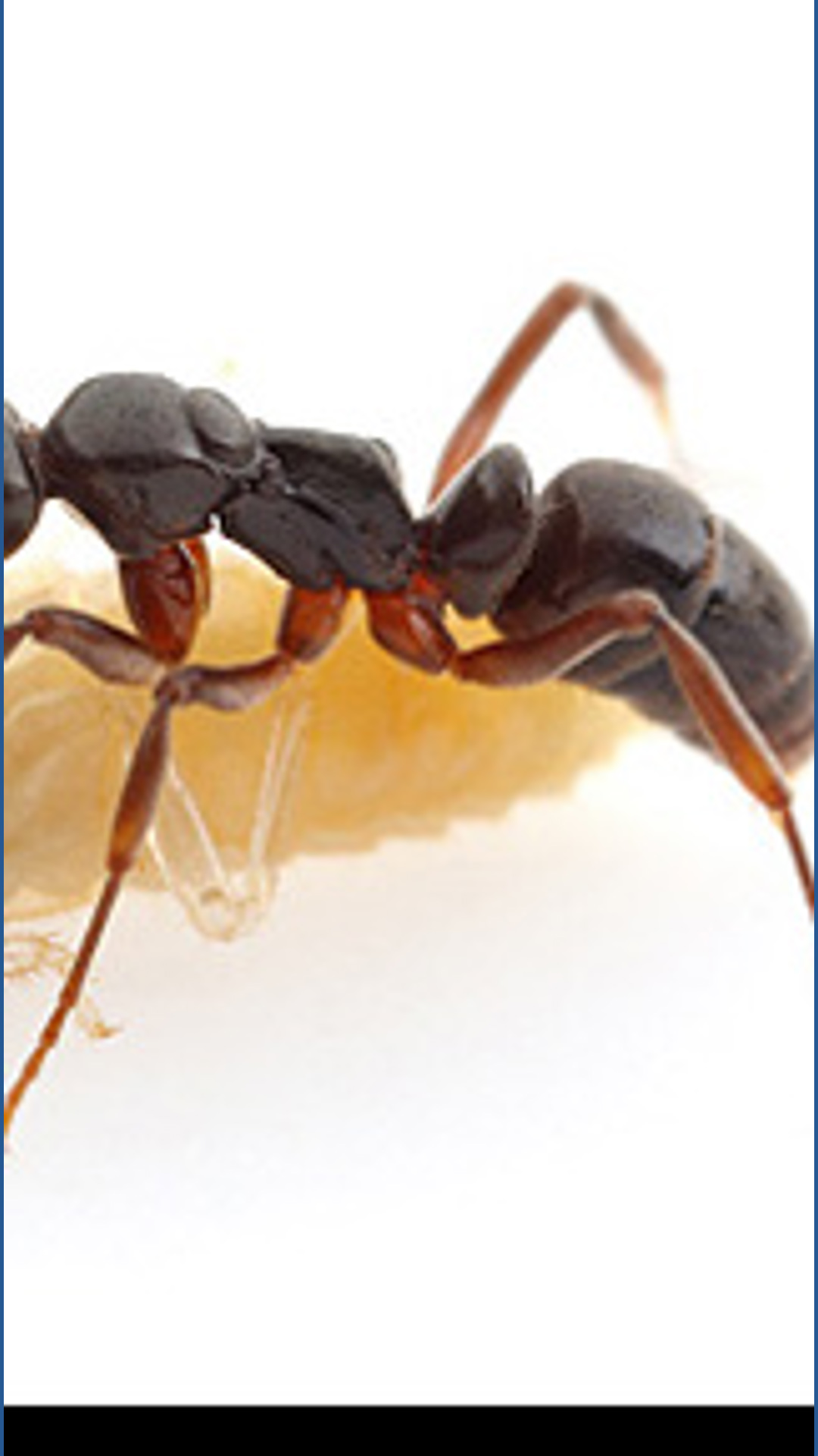 Asian needle ant in Georgia | 11alive.com