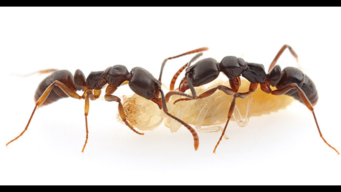 Asian needle ant in Georgia | 11alive.com