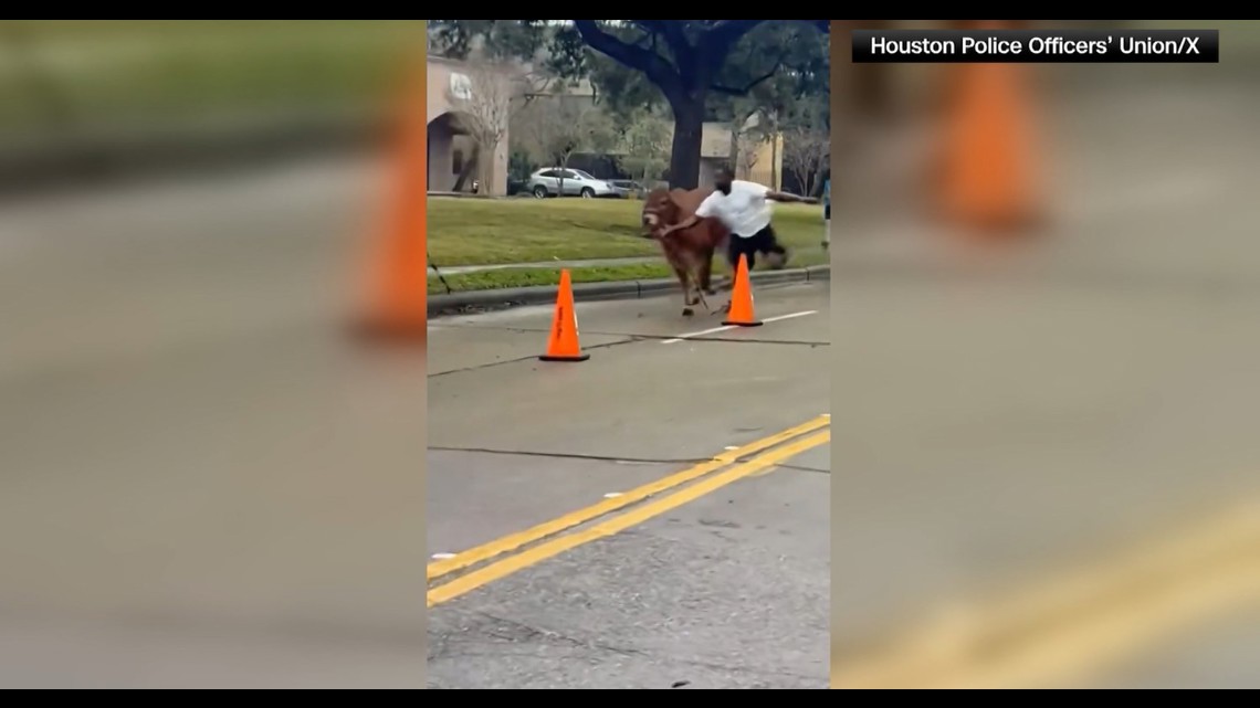 Rogue cow spotted on the run from Houston rodeo | 11alive.com