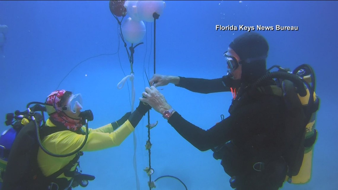 Scientists moving coral reef to cooler waters | 11alive.com