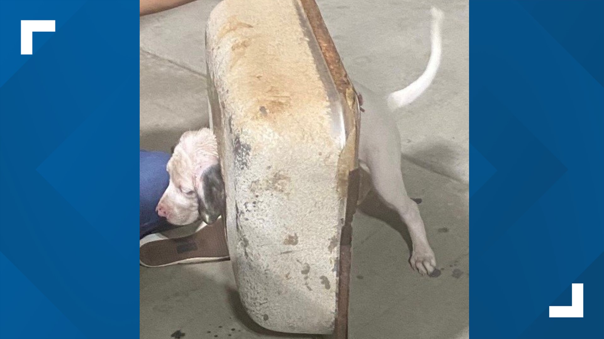 Pickens EMS cuts dog out of sink | 11alive.com