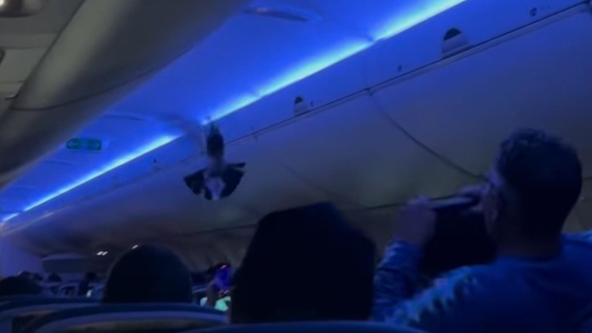 Video shows pigeons causing a ruckus in Delta flight cabin | 11alive.com