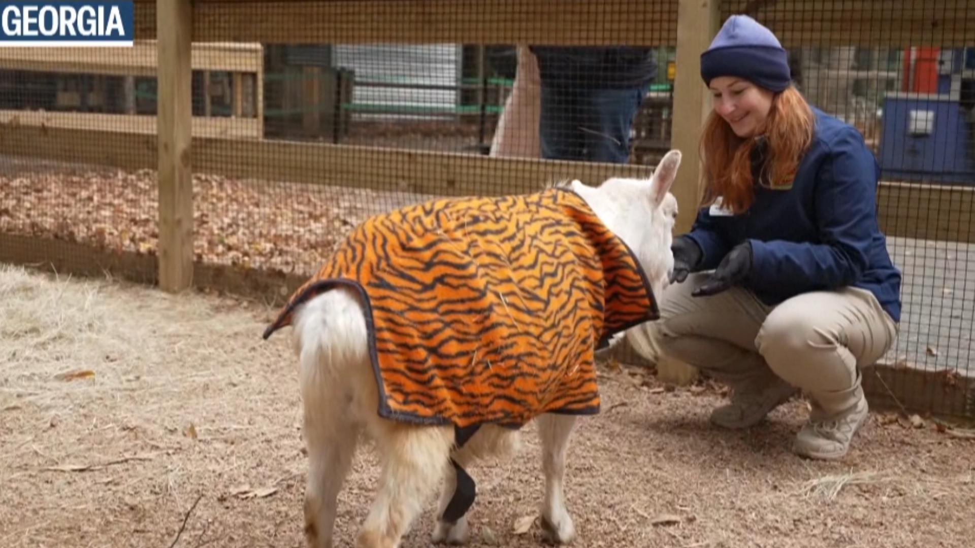 It's so cold in Atlanta, the goats are wearing coats | 11alive.com