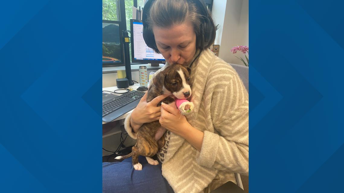 Justice for Junie | Dog found abused in Union City dumpster | 11alive.com