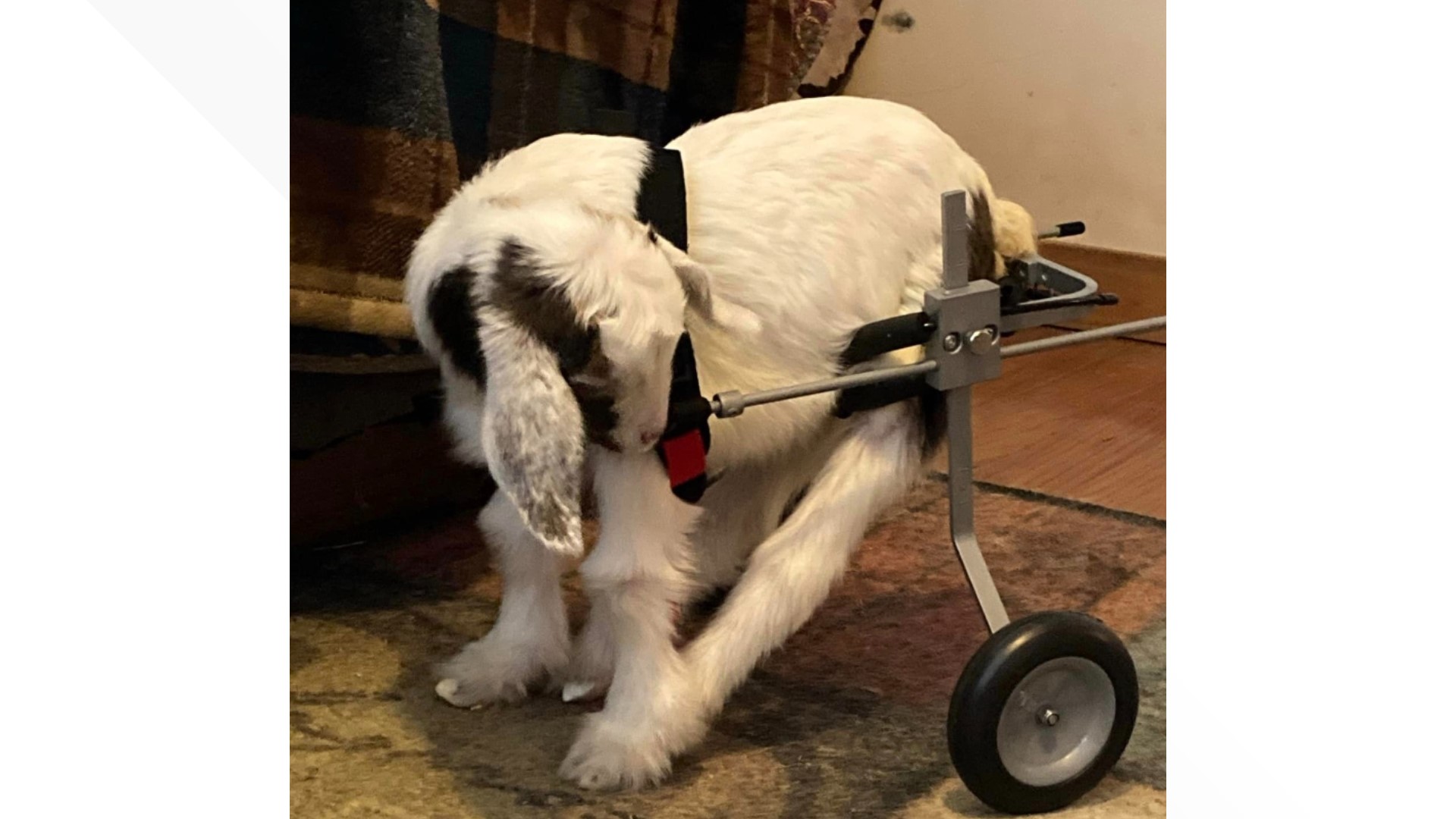 Georgia goat with spine disease gets new wheelchair | 11alive.com